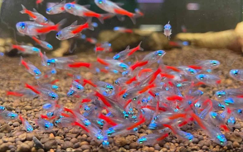 11 loài cá Neon được dân chơi yêu thích & cách nuôi chi tiết